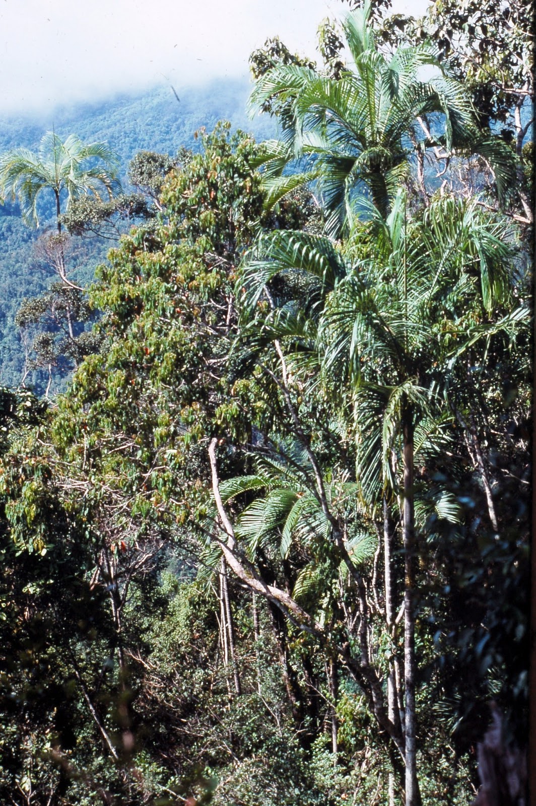 I Brake for Wildflowers!: Papua New Guinea 5. To the Frieda River