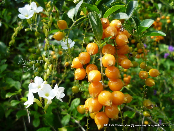 My Tropical Plants Finder: Duranta erecta - White Flowers