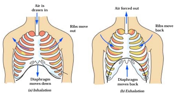 NCERT Class 7 Science Chapter 10 - Respiration in Organims Notes - vs ...