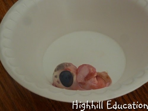 Highhill Homeschool: Pig Eye Dissection - Dissecting with Children
