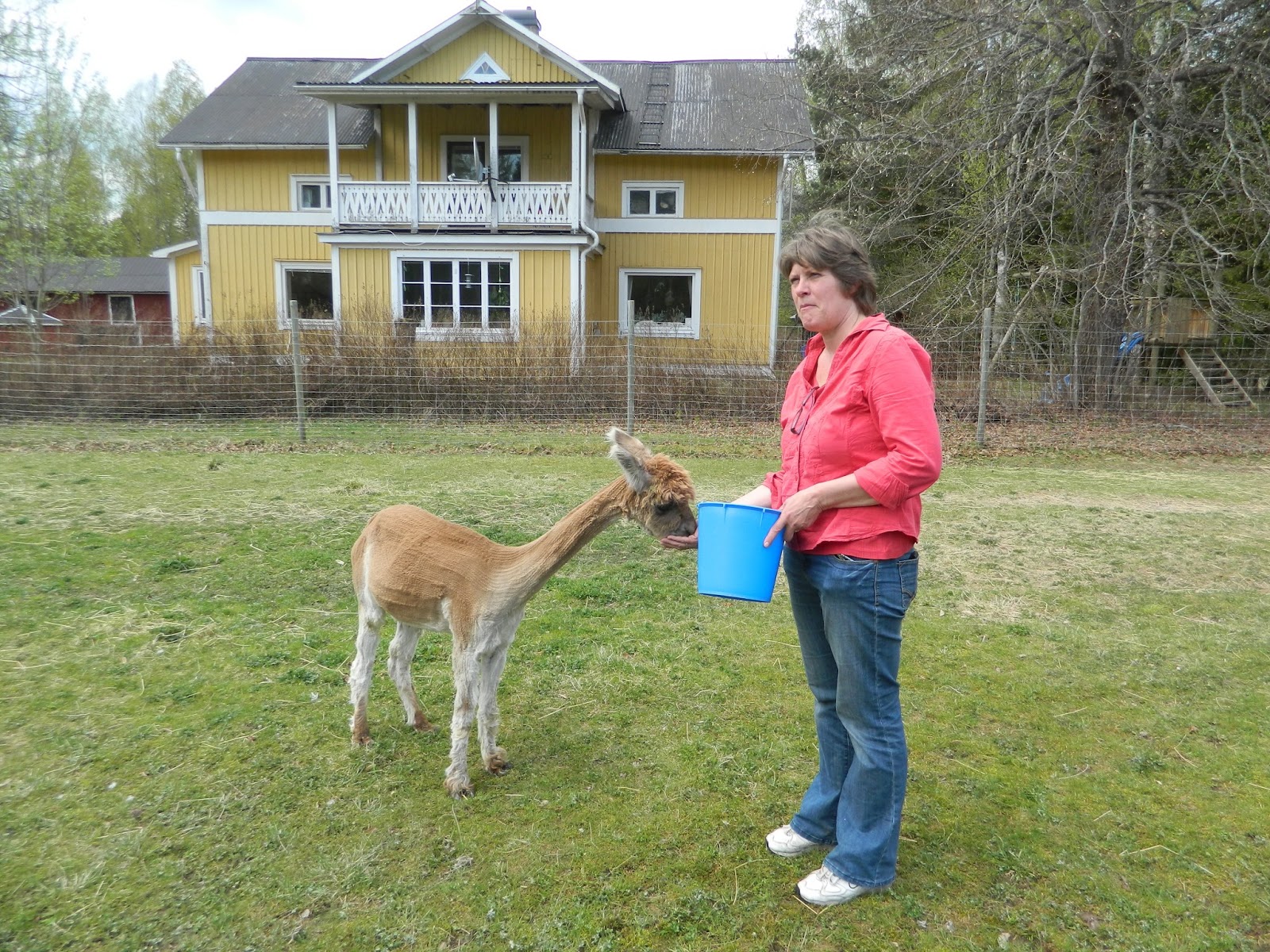 Gräsmarksgården: Elanden & apacka's!