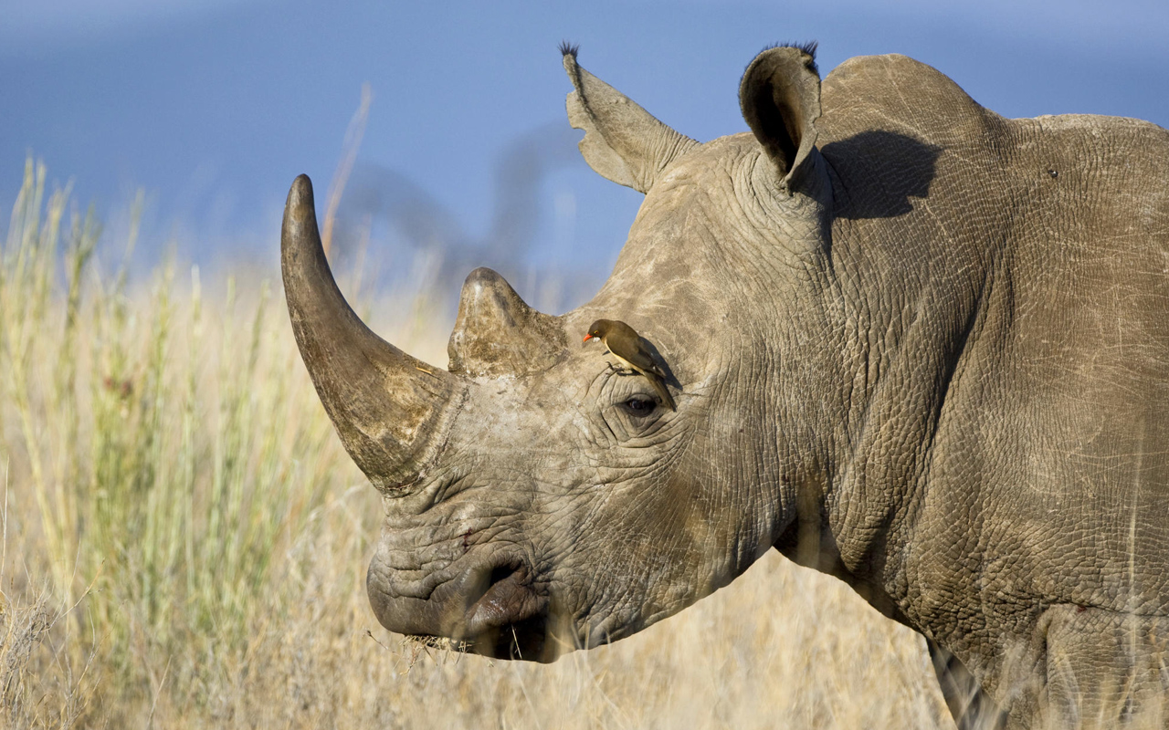 Devona Lubrano Rhinoceros Wallpapers