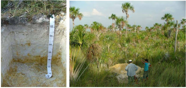 Onde as Plantas Crescem - Neossolos