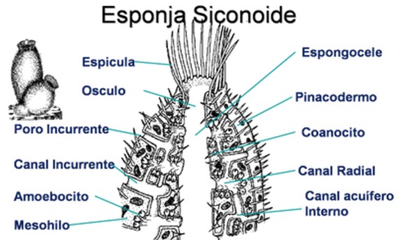 Phyllum Porifera: Tipos de Esponjas