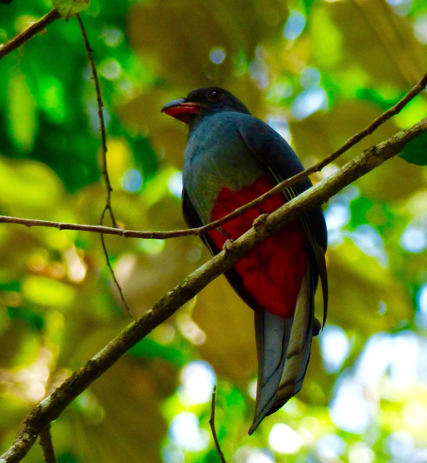 Into the Woods and Elsewhere: No shortage of trogons