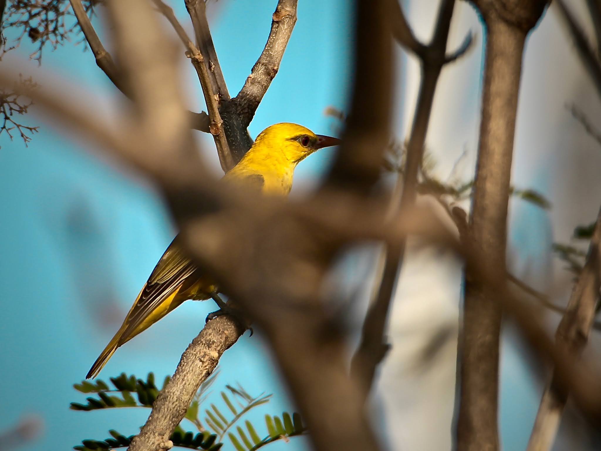 Indian Golden Oriole Is a Real Showstopper