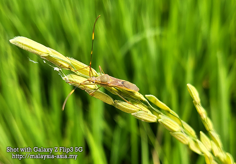 Sekinchan Photography Trip
