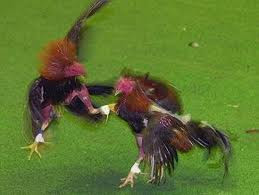 Gamecock Fowl: cockfighting Glossary