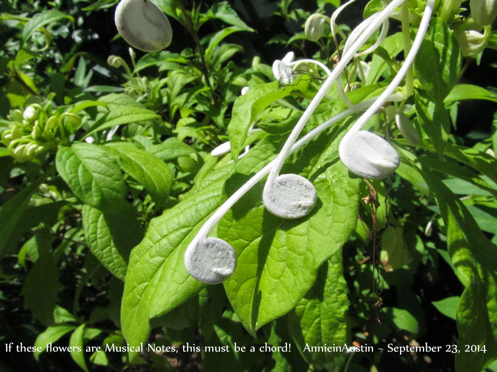 The Transplantable Rose: Clerodendrum incisa - the Musical Notes Plant