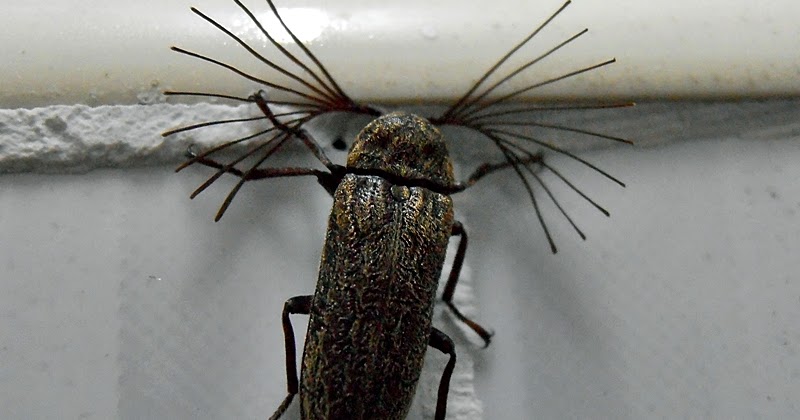 Types of Insect Antennas