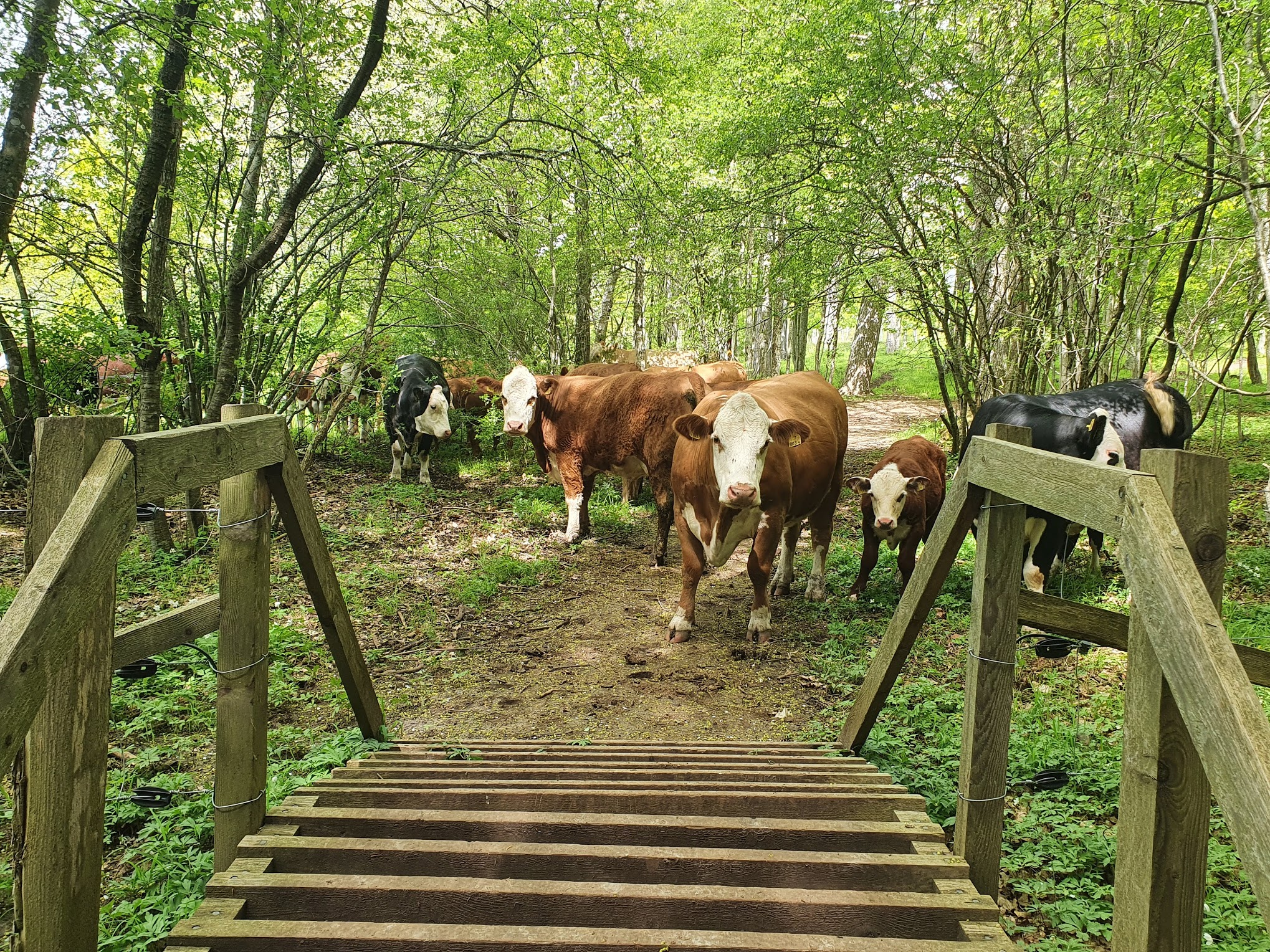 Team Vildmark: Vandring Omberg runt