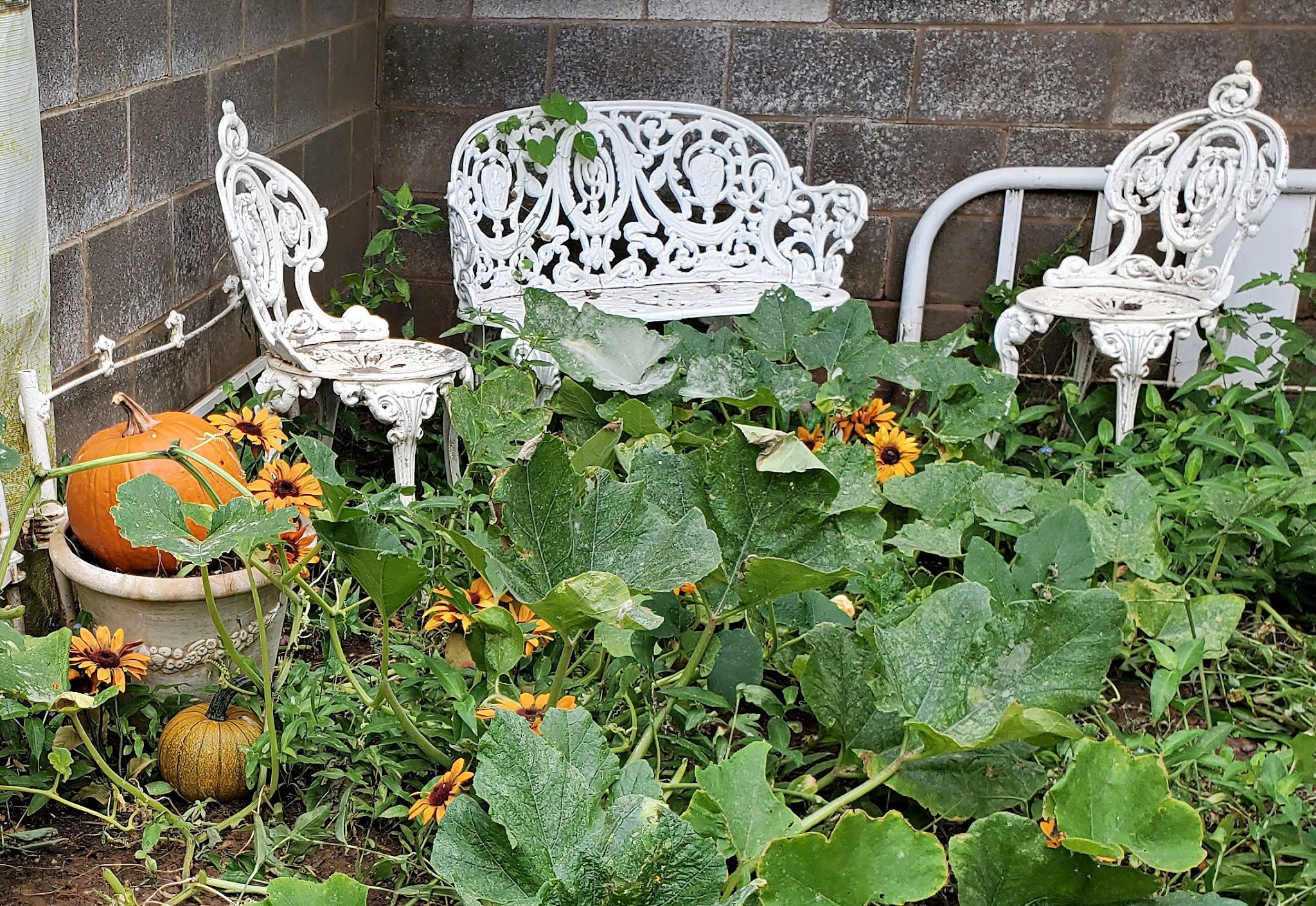 Penny's Vintage Home: Growing a Pumpkin Patch for the First Time