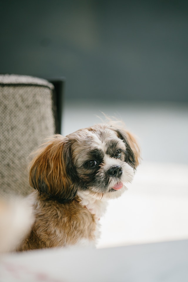 The Shih Tzu is the most popular dog breed in the Philippines