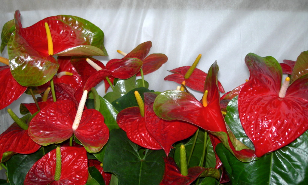 Viveros Vangarden: La 'Cuna de Moisés'