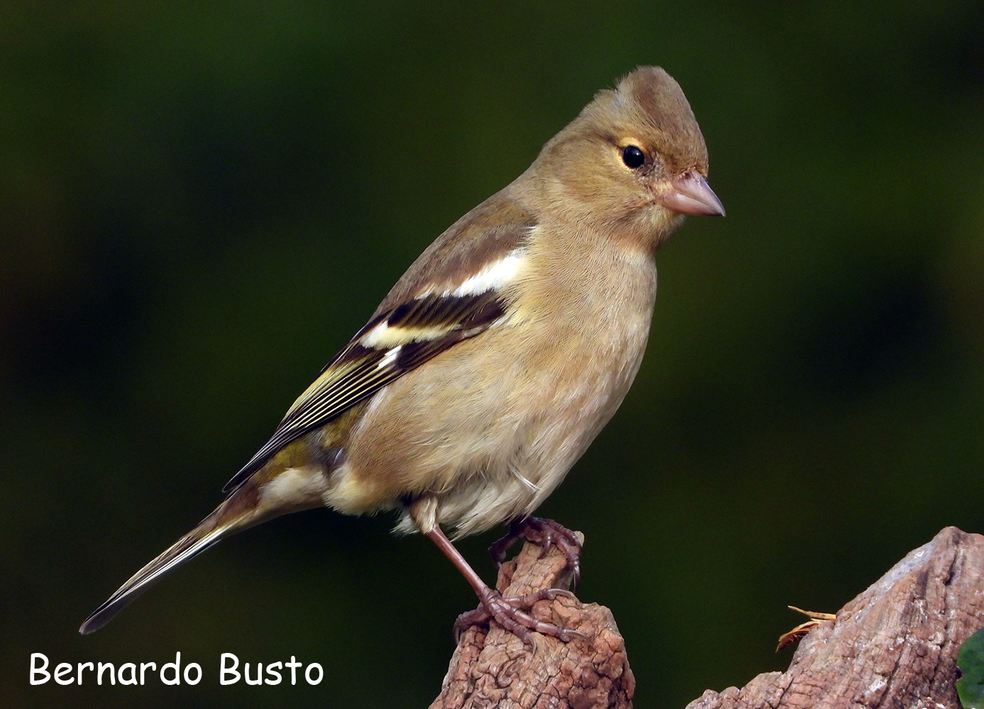 RÍA DE LA VILLA: Pinzones por la costa