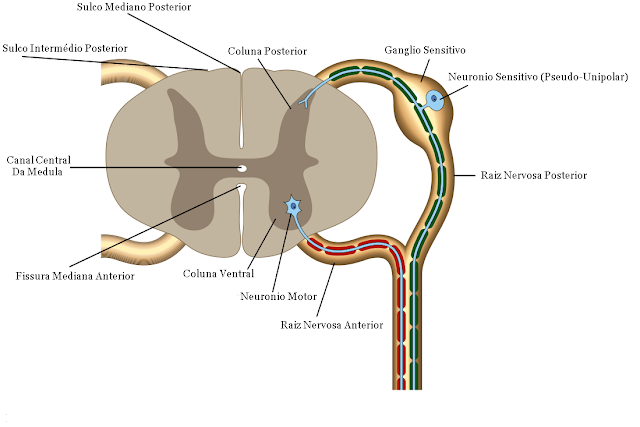 Plantando Ciência: Medula Espinal - Neuroanatomia - 2.0