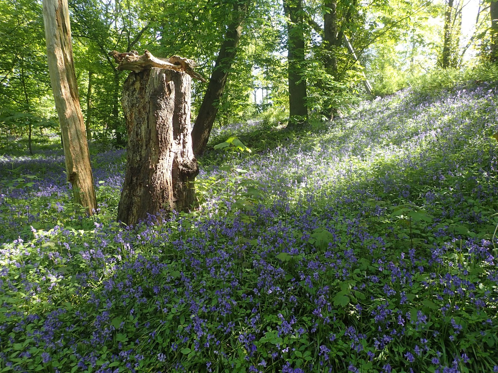 Birds and Beer: SOUTH NORFOLK: High Ash Farm Bluebell day
