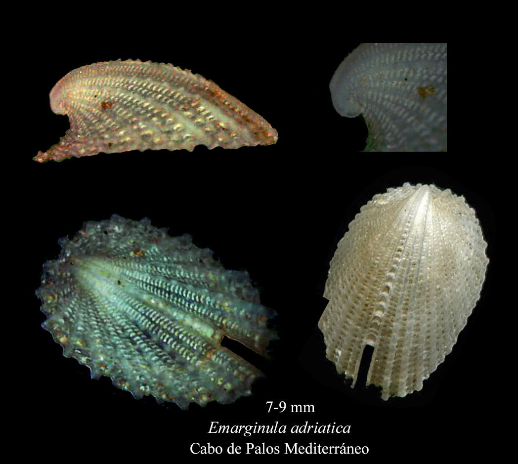 MALACOLOGÍA MEDITERRÁNEA: Fissurellidae...Emarginulinae...