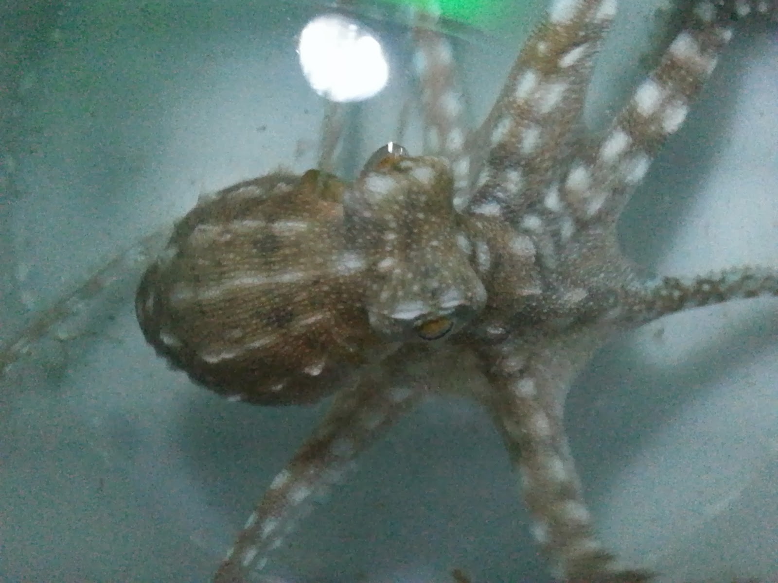 What's in Jeremy's Bucket?: Molluscs