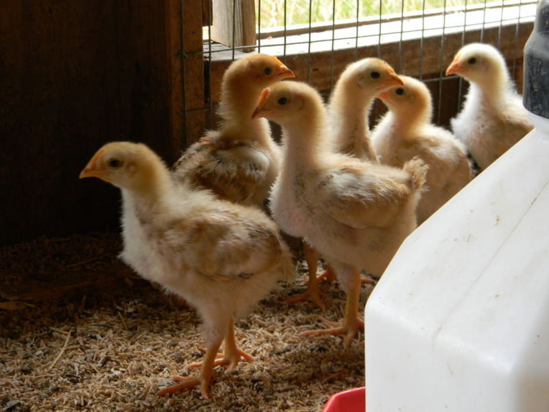 Home Joys: Freedom Ranger Chicks at Two Weeks