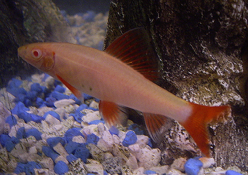 Aquarium Fish: Red Finned Shark