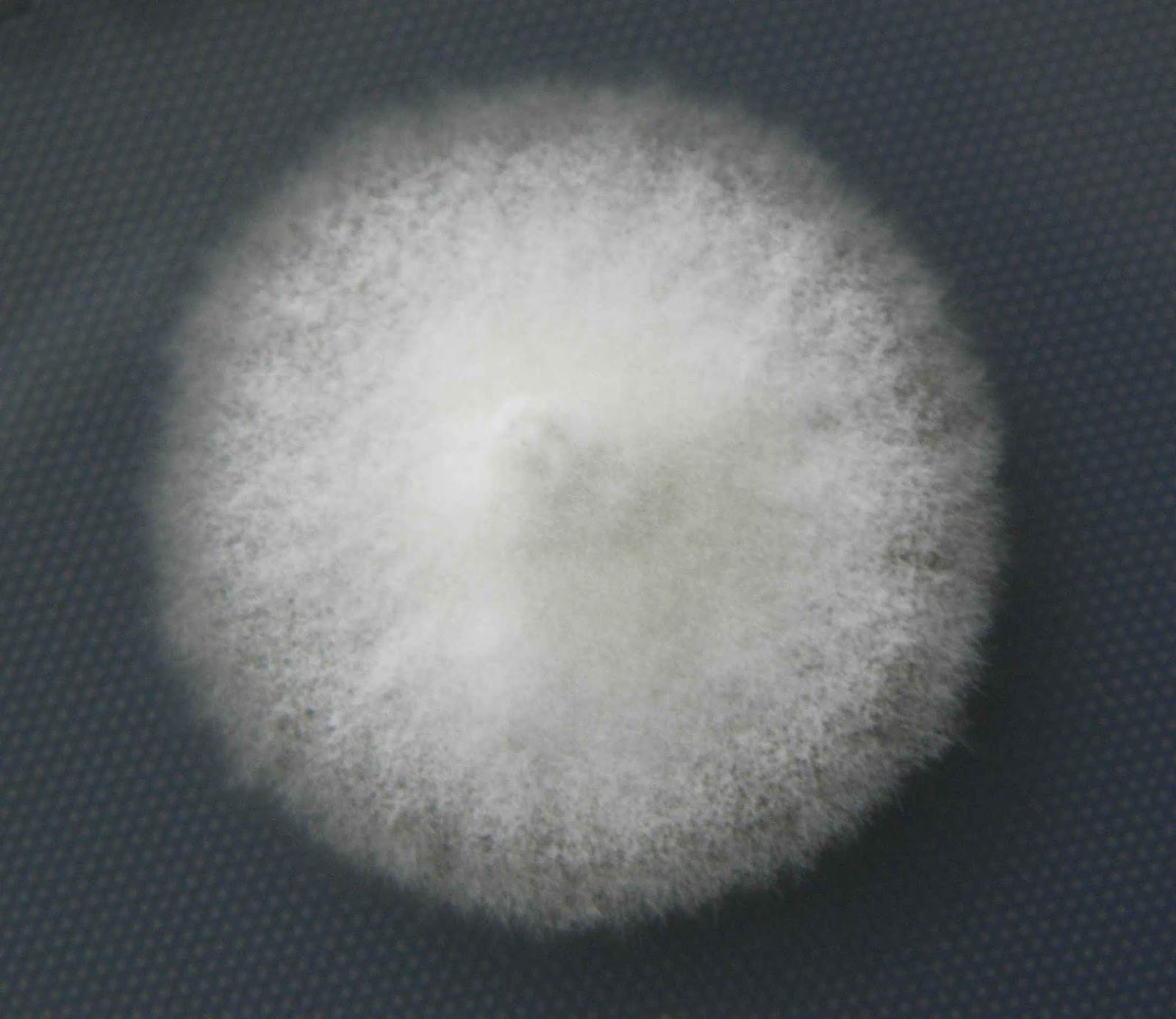 ATLAS MICOLOGIA: TRICHOPHYTON INTERDIGITALE