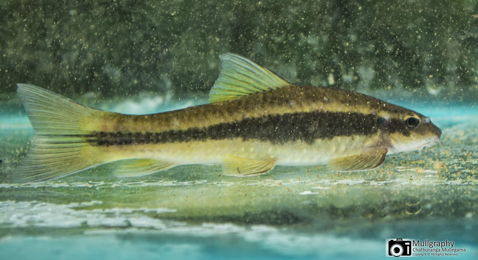 Garra ceylonensis / Gal padi | FRESHWATER FISHES OF SRI LANKA