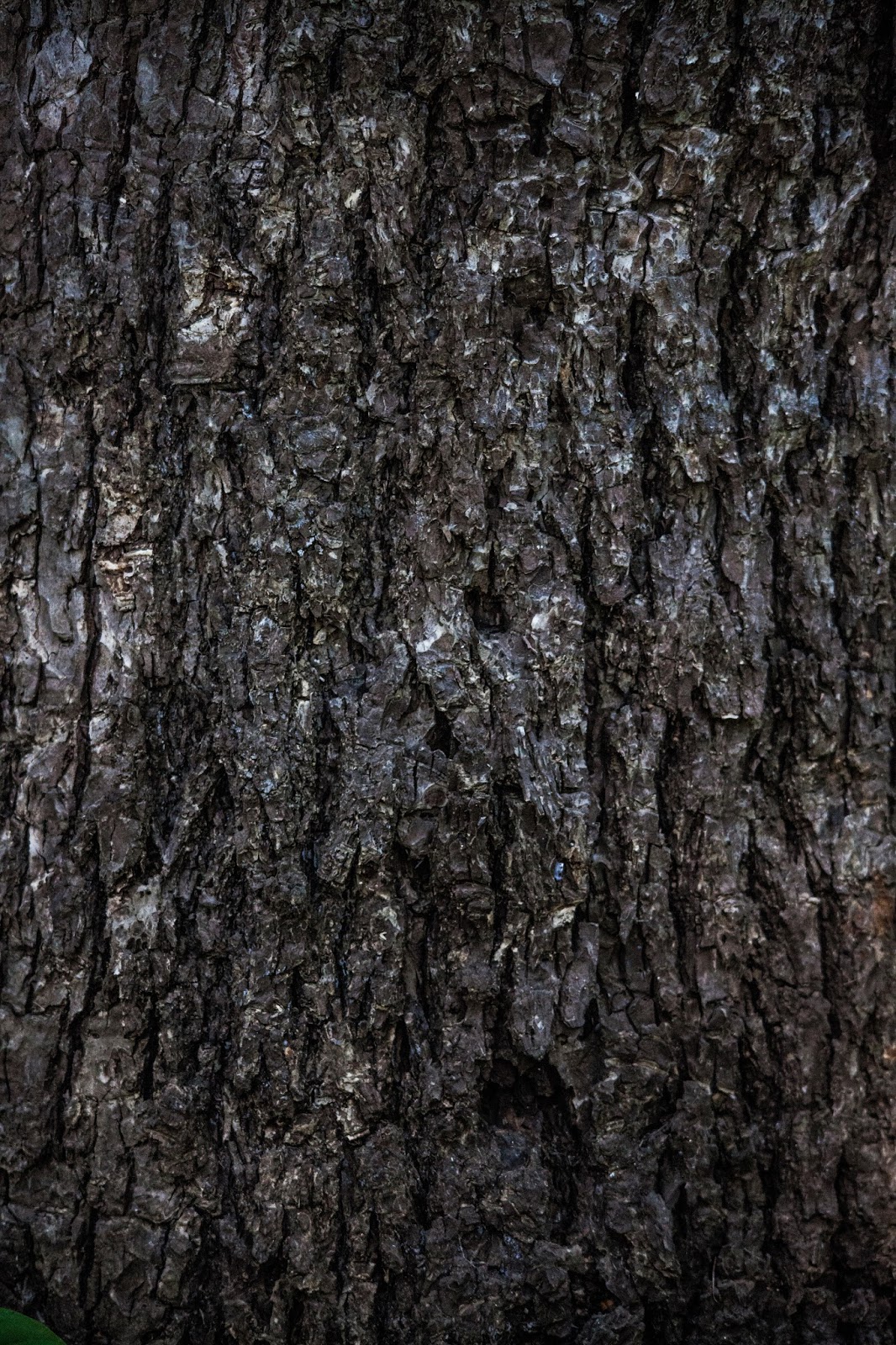 Walking Arizona: Dark Bark