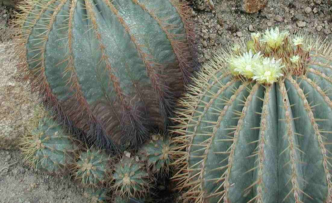 PlantWerkz: Blue Barrel Cactus - Ferocactus Glaucescens