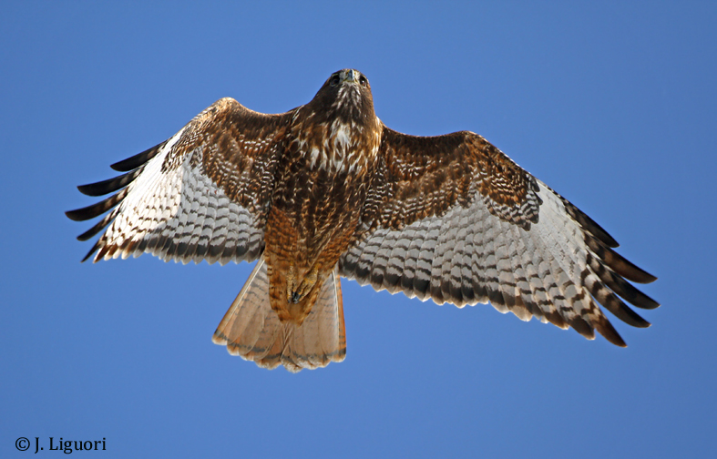 Raptor Identification and Photography: Aberrant Plumaged Raptors