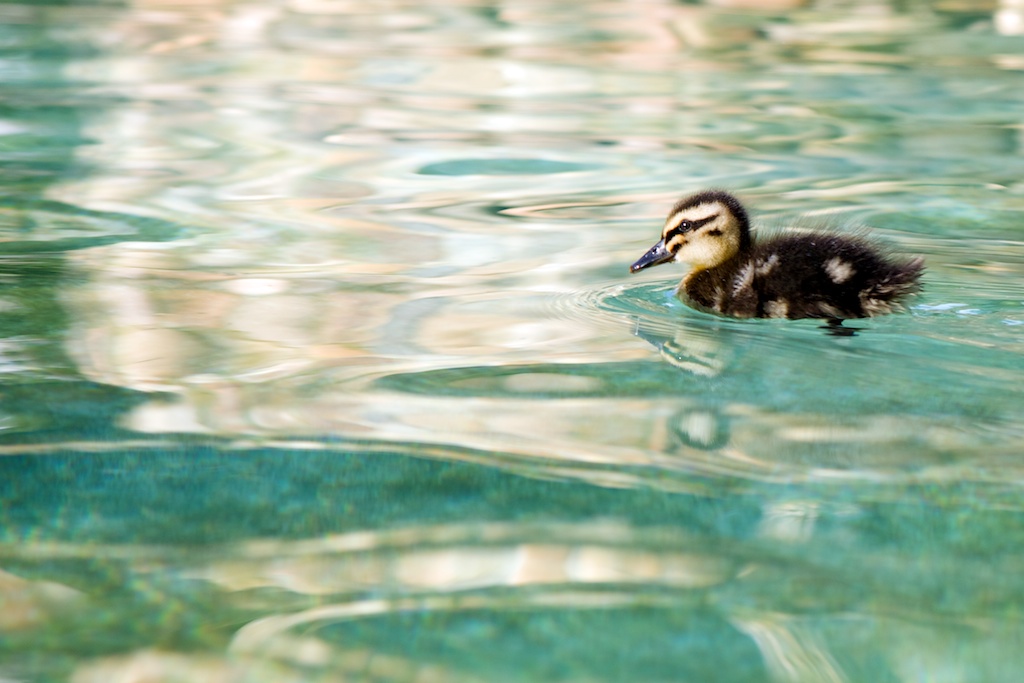 Reflexiones de Manuel: Pincelada: El patito feo