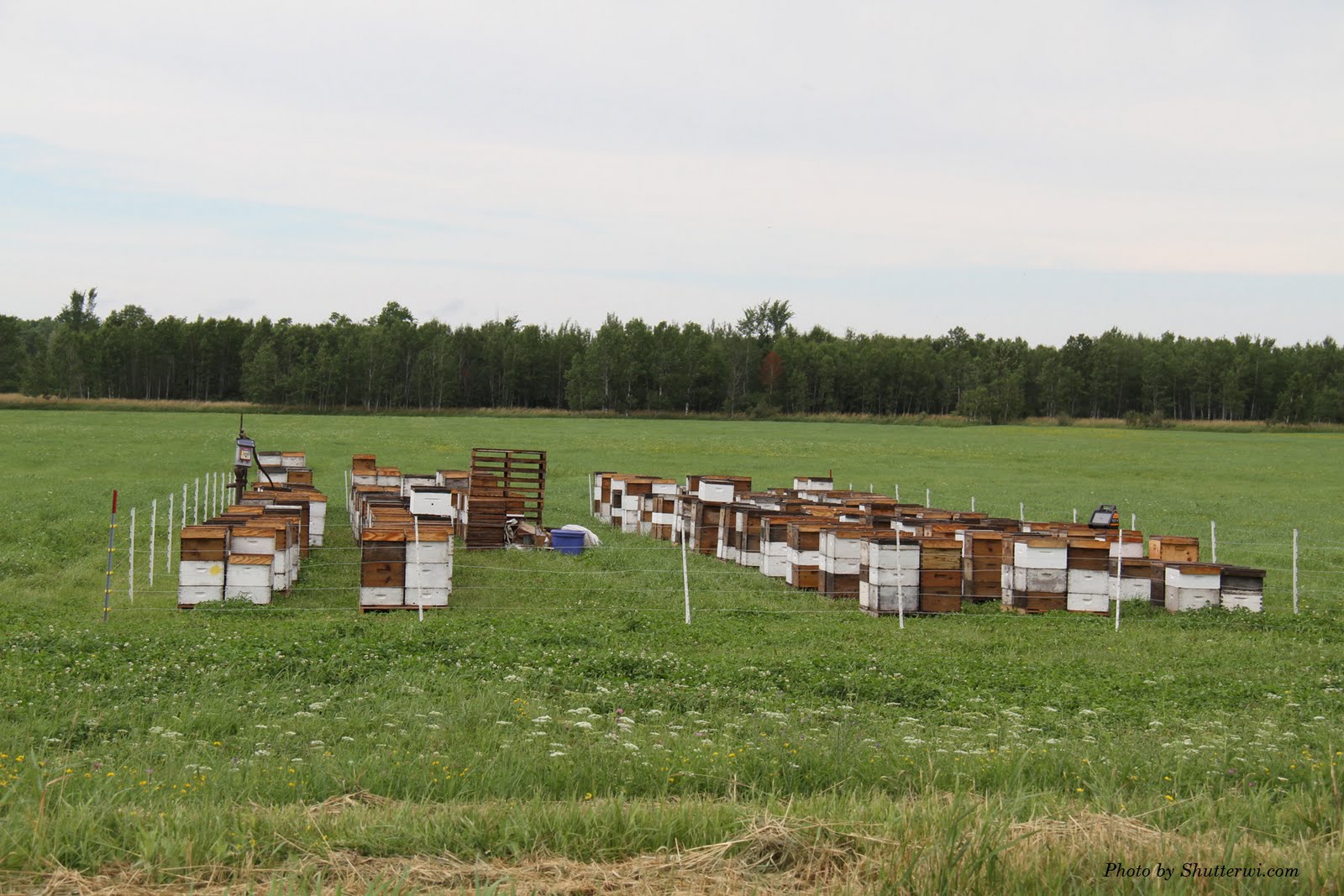 ShutterWi: Unusually large apiary for this region.