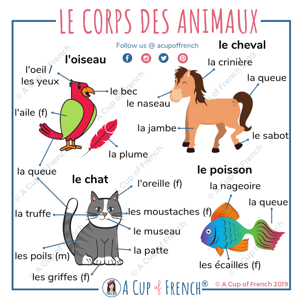 LA PROF DE FLE: Les animaux et les parties du corps