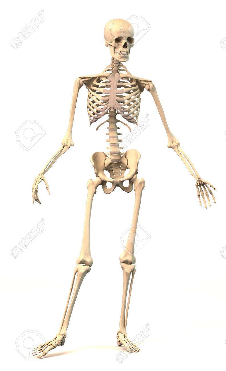 PARTES DEL CUERPO HUMANO: El esqueleto