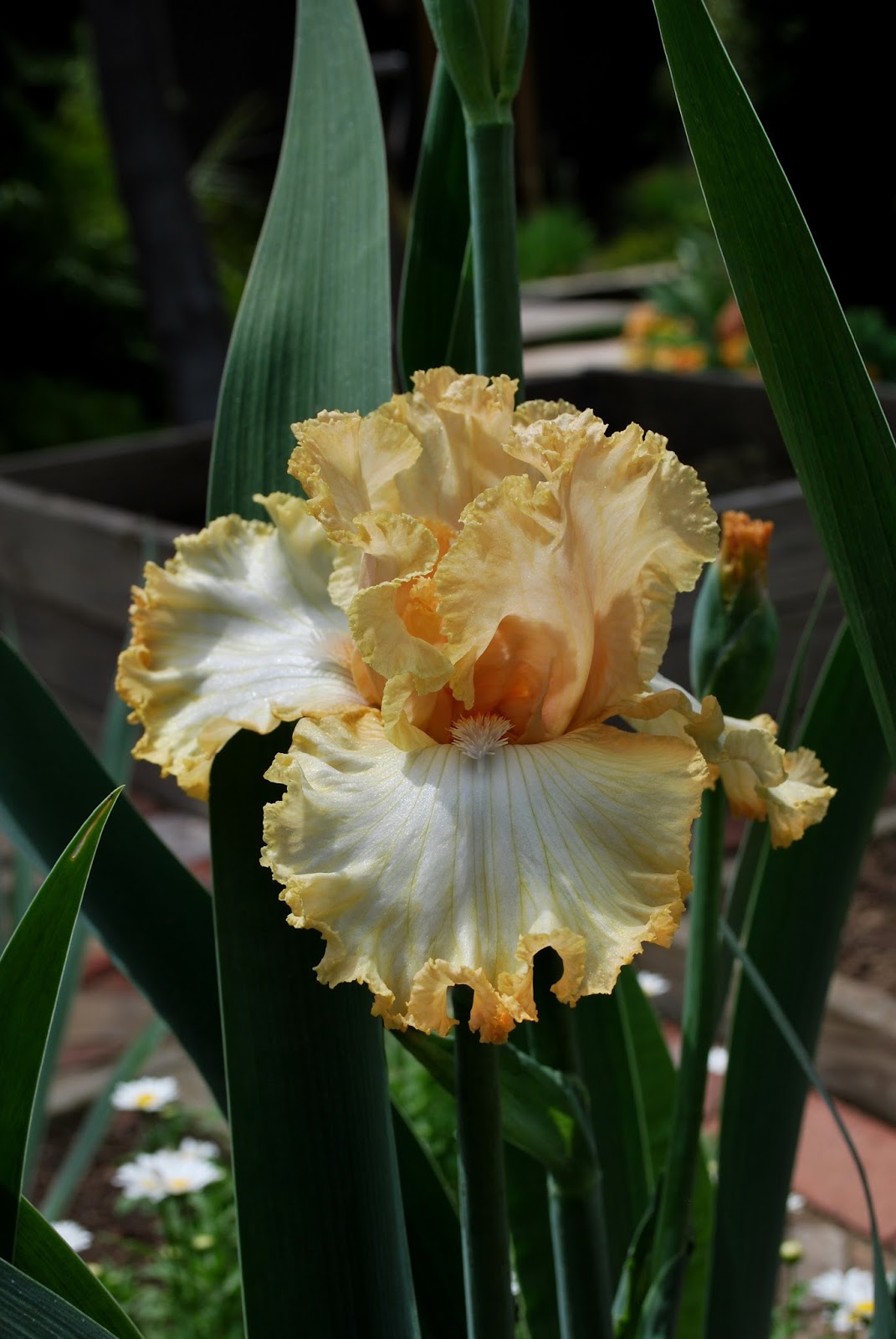 World of Irises: Prolific, Long-lasting Bloom from 'Sweeter Than Honey'