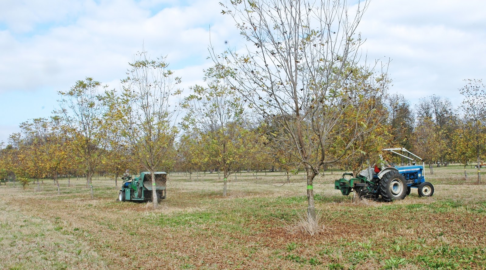 Northern Pecans: Starting pecan harvest