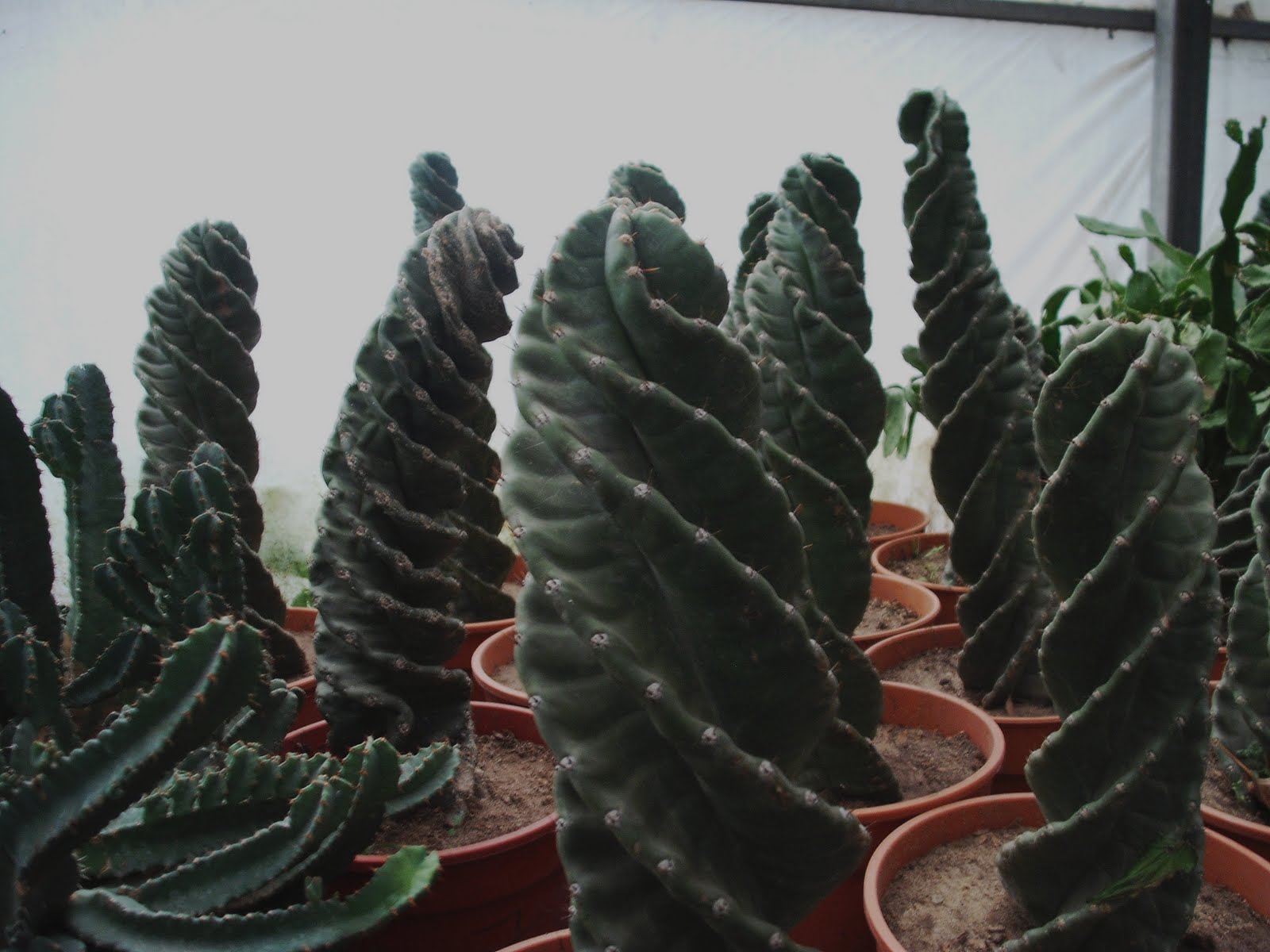 Diseño de Paisajes por Botaniqa: Los Espirales en la Naturaleza