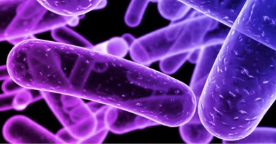 Brucella/Brucellosis