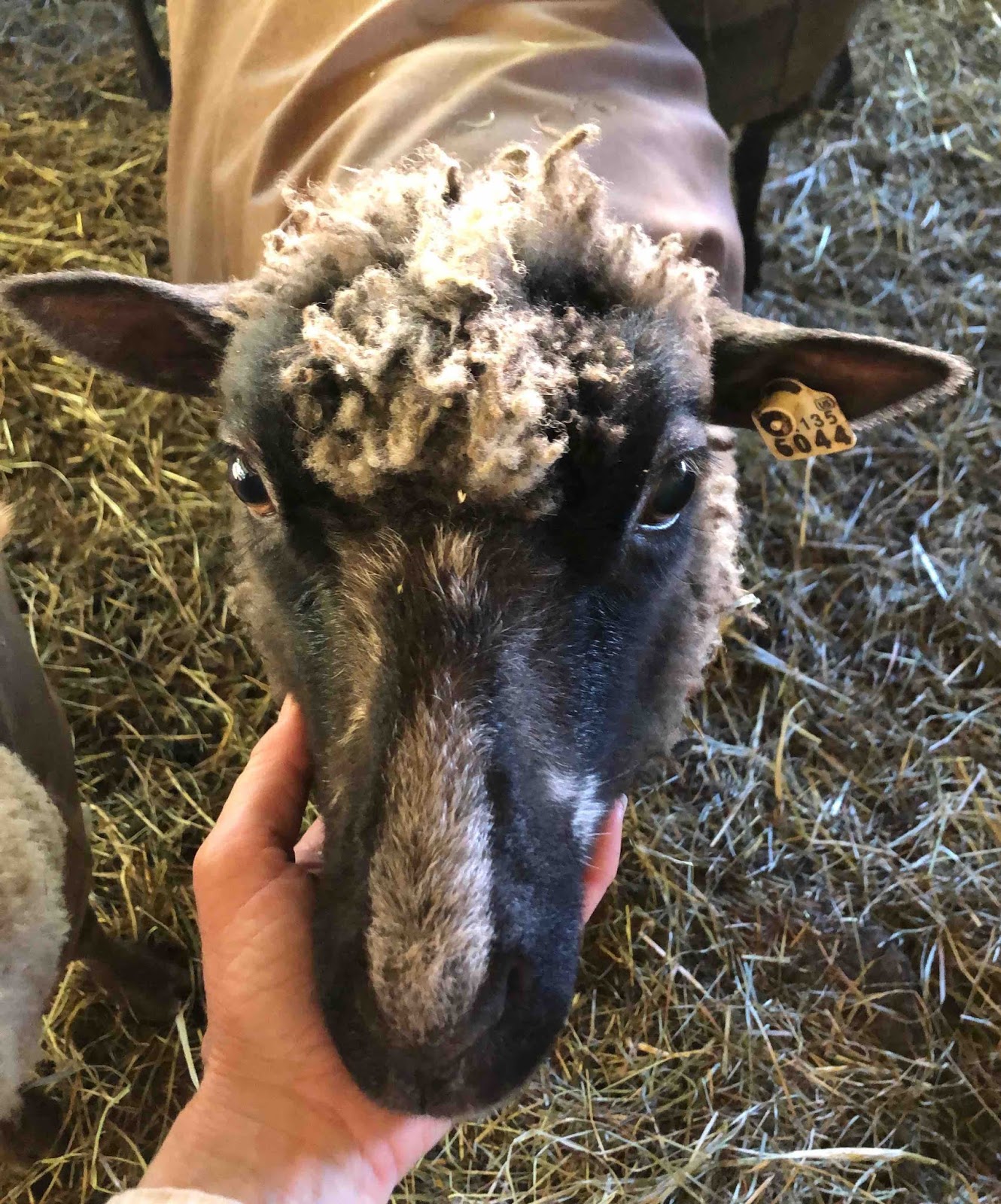 Boulderneigh: Sheepy smiles
