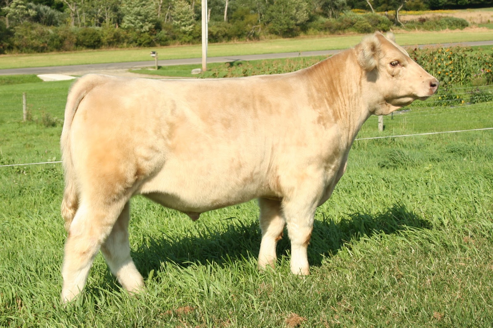 Mattocks Farms: Slider Steer