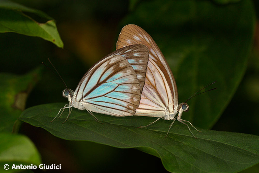 Butterflies of Singapore: Sexual Dimorphism - Part 2