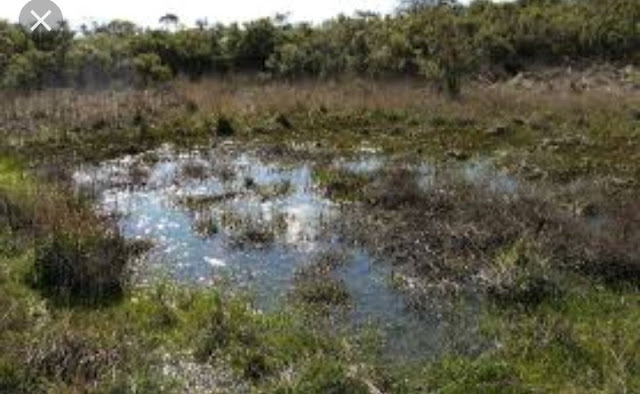 BUILDING FOUNDATION IN SWAMPY AREAS