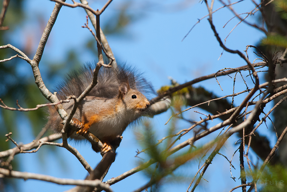 Foture: Harilik orav, Sciurus vulgaris