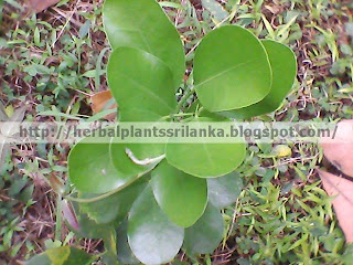පඹුරු