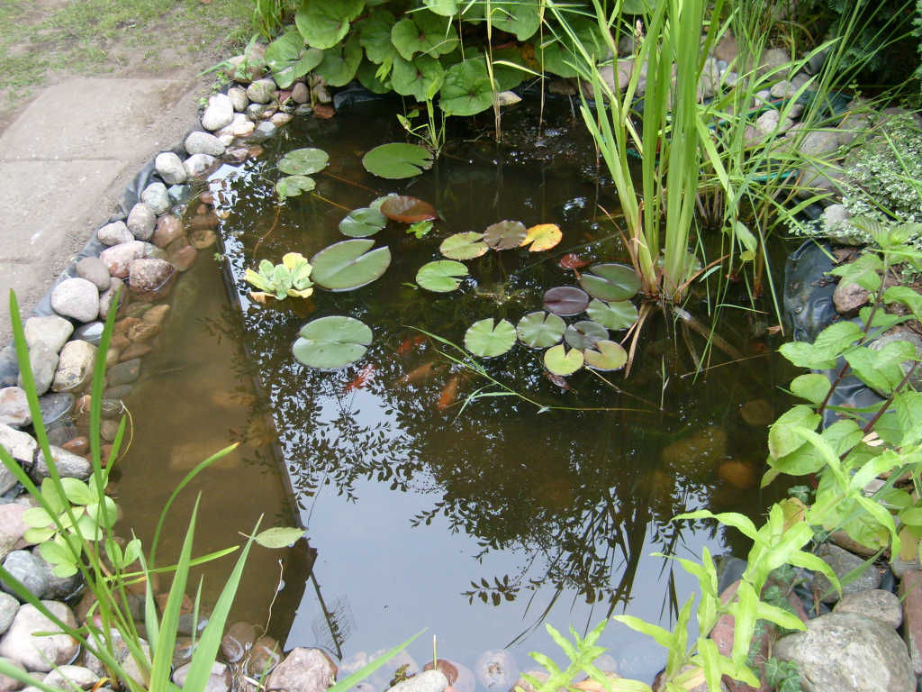 Woda w Ogrodzie - Blog o oczkach wodnych: Jak zbudować oczko wodne?