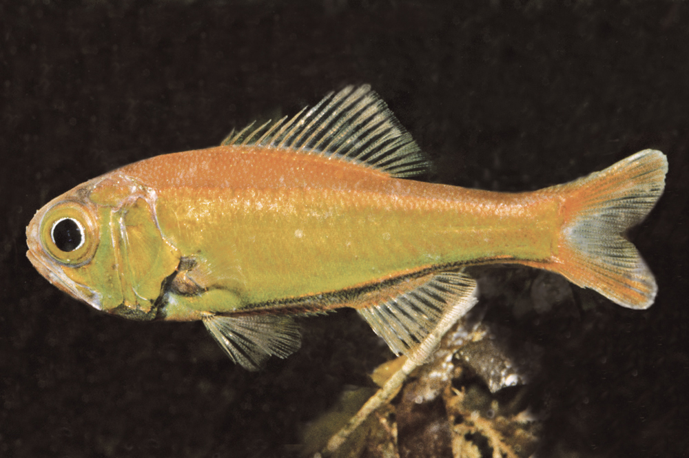 Artes de Pesca: PECES PELIGROSOS