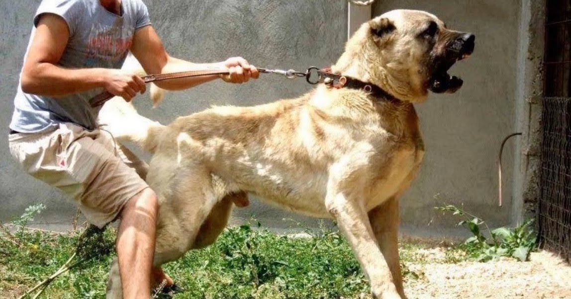 MorsoRosso: I MIGLIORI CANI DA GUARDIA