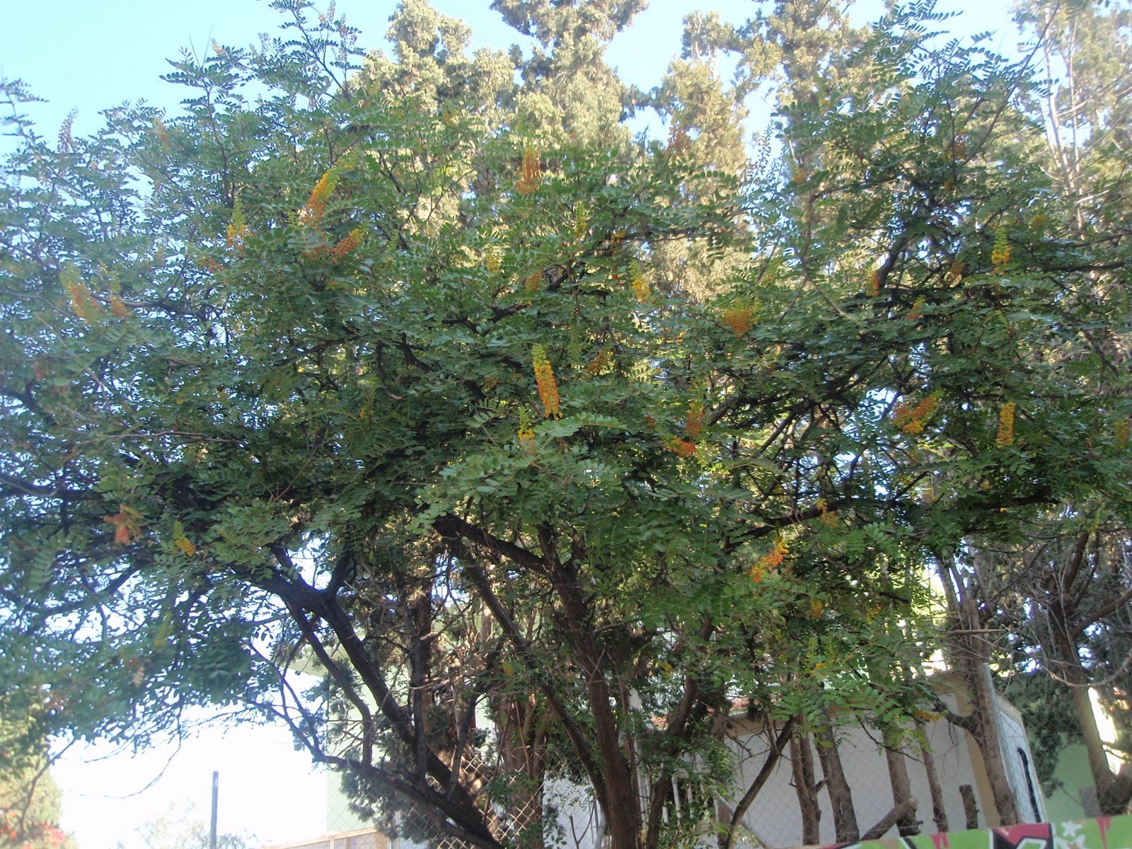HERBARIO VIRTUAL DE BANYERES DE MARIOLA Y ALICANTE: Caesalpinia spinosa ...