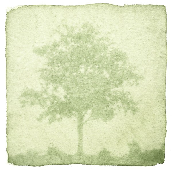 Brittography: Spinach Anthotypes!