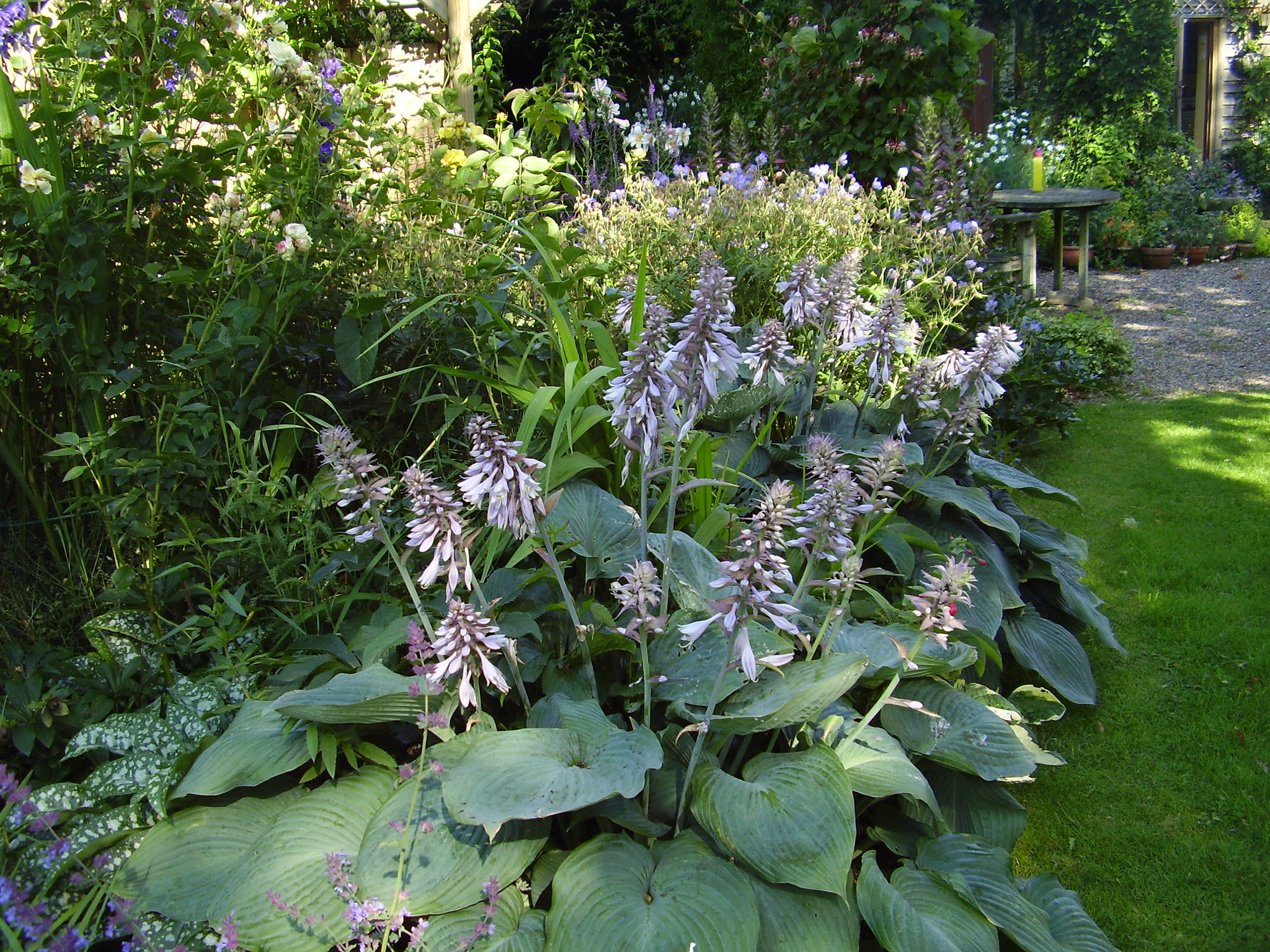 Hosta ventricosa - Blue plantain lily care and culture | Travaldo's blog